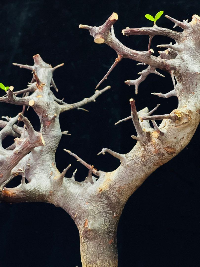 Commiphora rostrata, Furniture & Home Living, Gardening, Plants & Seeds ...