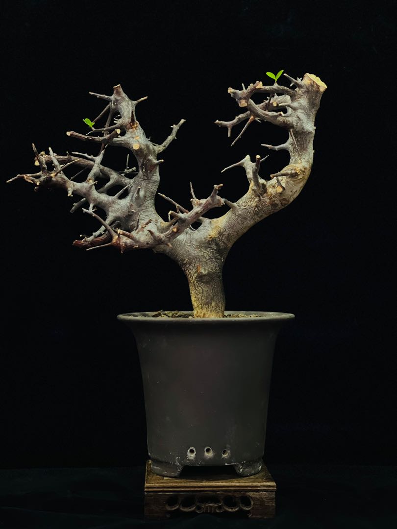 Commiphora rostrata, Furniture & Home Living, Gardening, Plants & Seeds ...