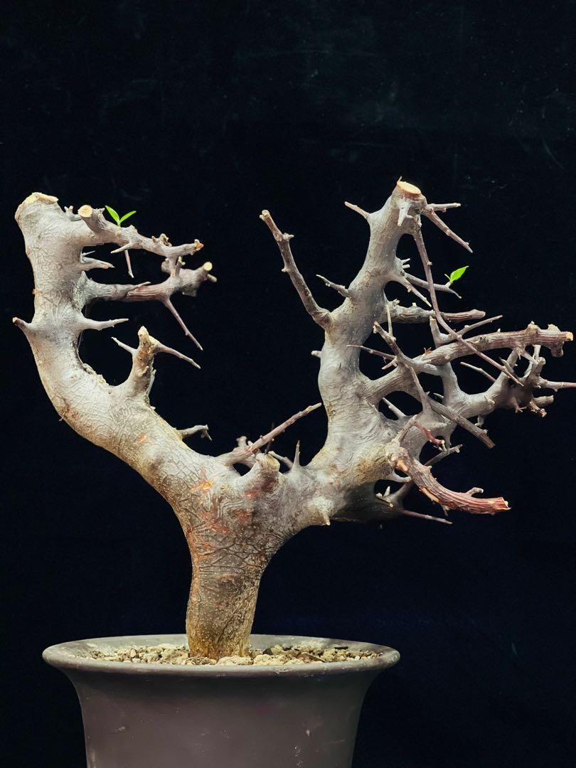 Commiphora rostrata, Furniture & Home Living, Gardening, Plants & Seeds ...