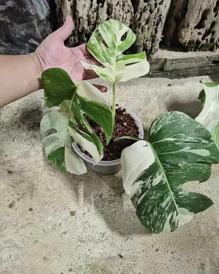 Monstera Borsi Albo Premium Var, Furniture & Home Living, Gardening ...