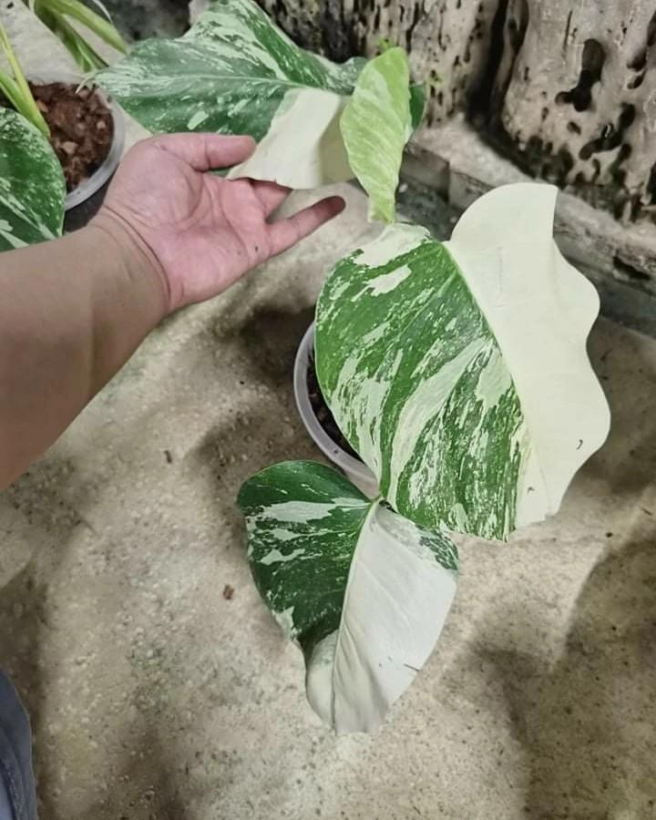 Monstera Borsi Albo Premium Var, Furniture & Home Living, Gardening ...