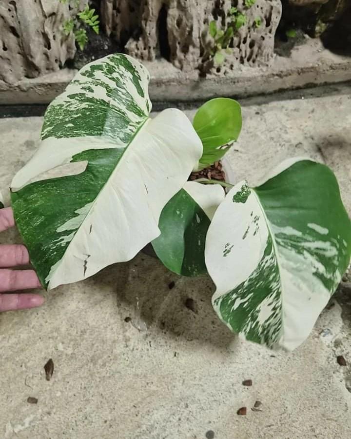 Monstera Borsi Albo Premium Var, Furniture & Home Living, Gardening ...