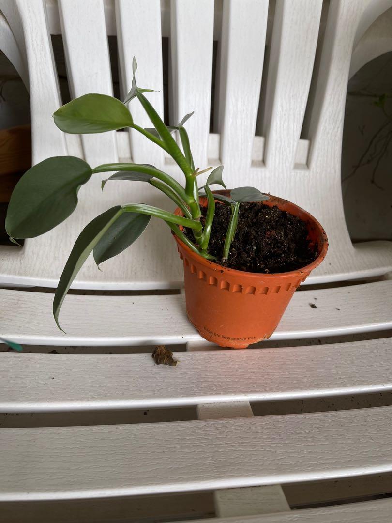 Philodendron Silver Sword pothos money plant, Furniture & Home Living ...