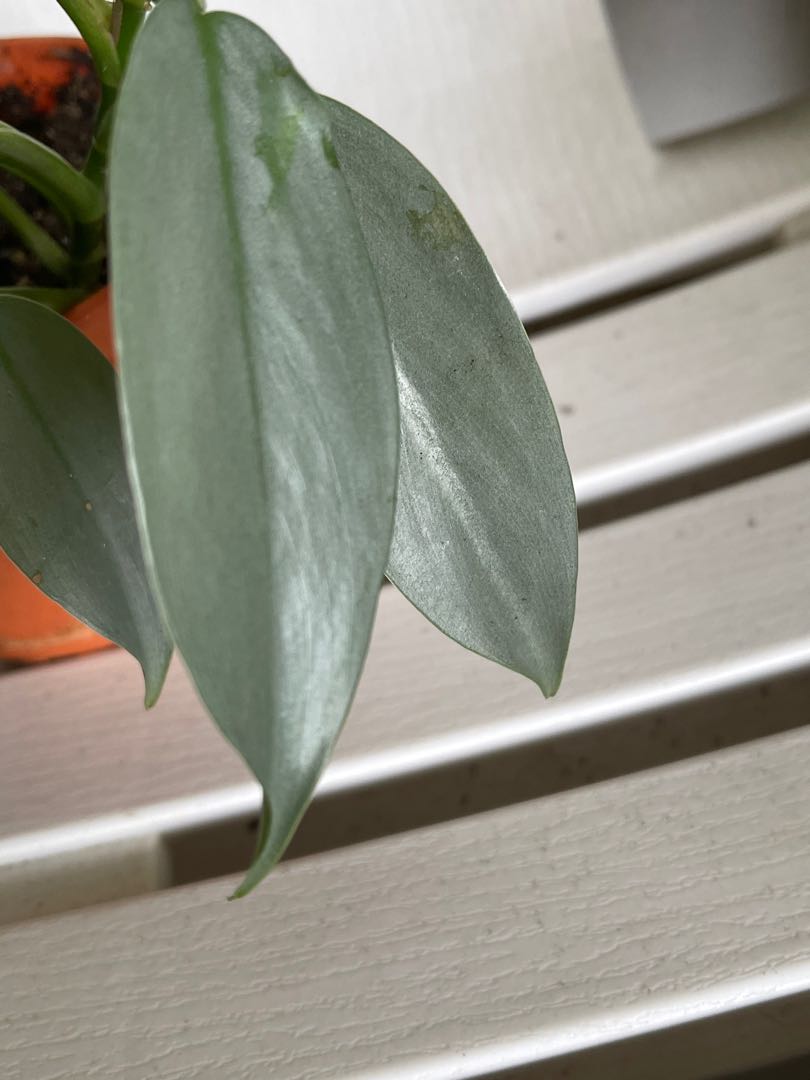 Philodendron Silver Sword pothos money plant, Furniture & Home Living ...