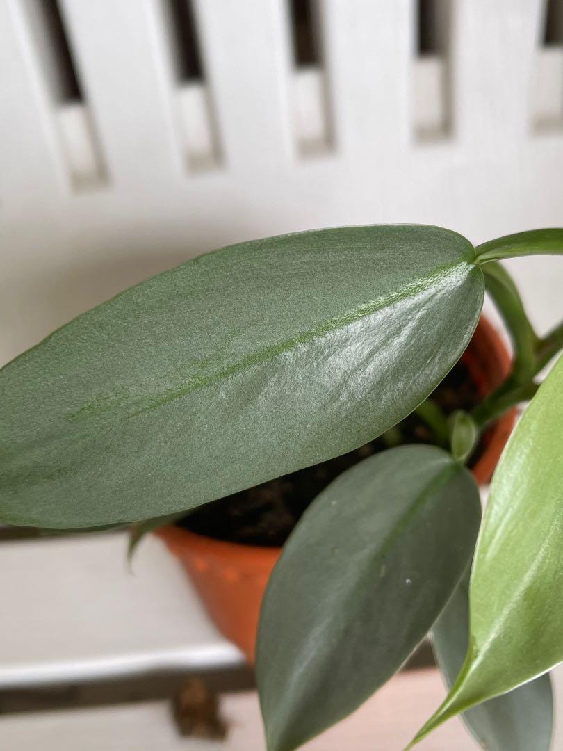 Philodendron Silver Sword pothos money plant, Furniture & Home Living ...