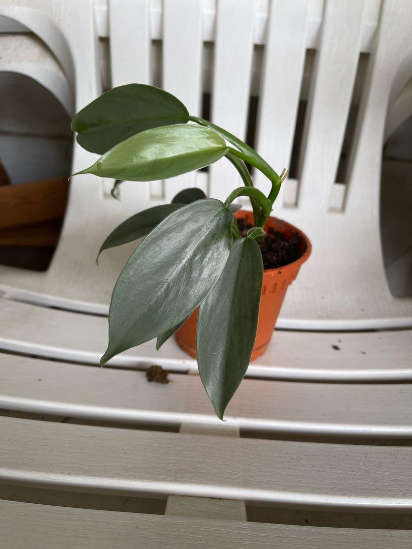 Philodendron Silver Sword pothos money plant, Furniture & Home Living ...