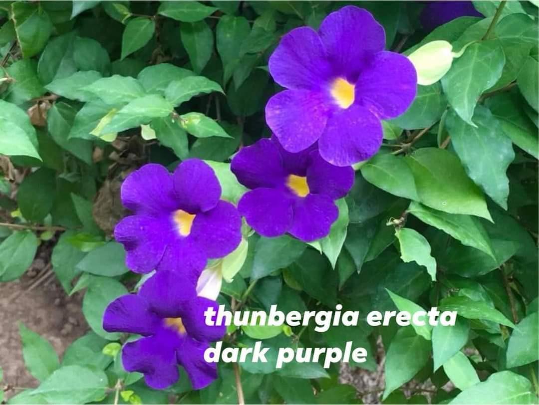 Pokok bunga saiz& harga (lihat senarai), Furniture & Home Living ...