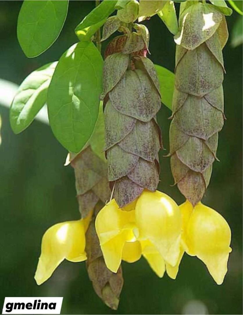 Pokok bunga saiz& harga (lihat senarai), Furniture & Home Living ...