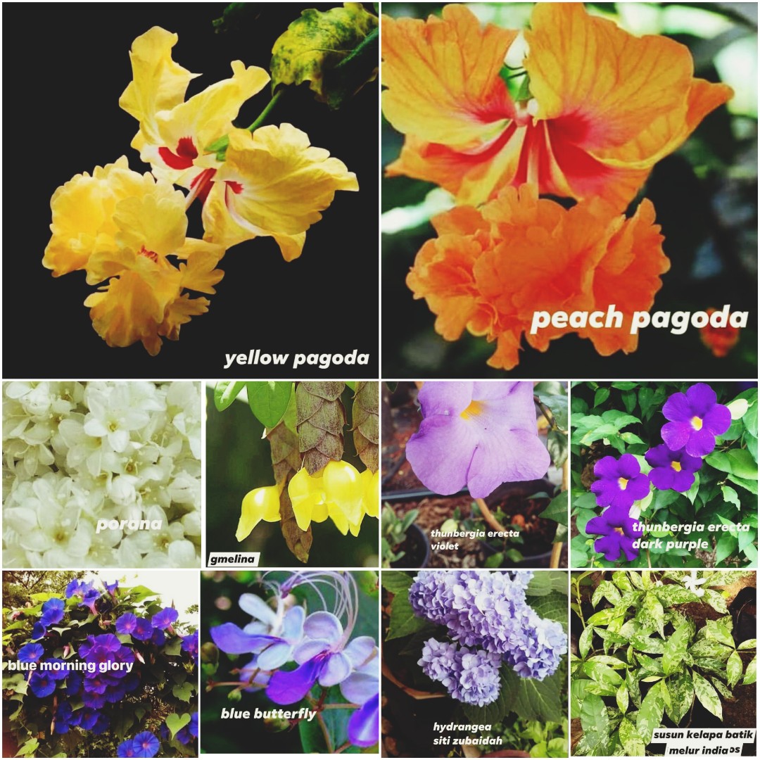 Pokok bunga saiz& harga (lihat senarai), Furniture & Home Living ...