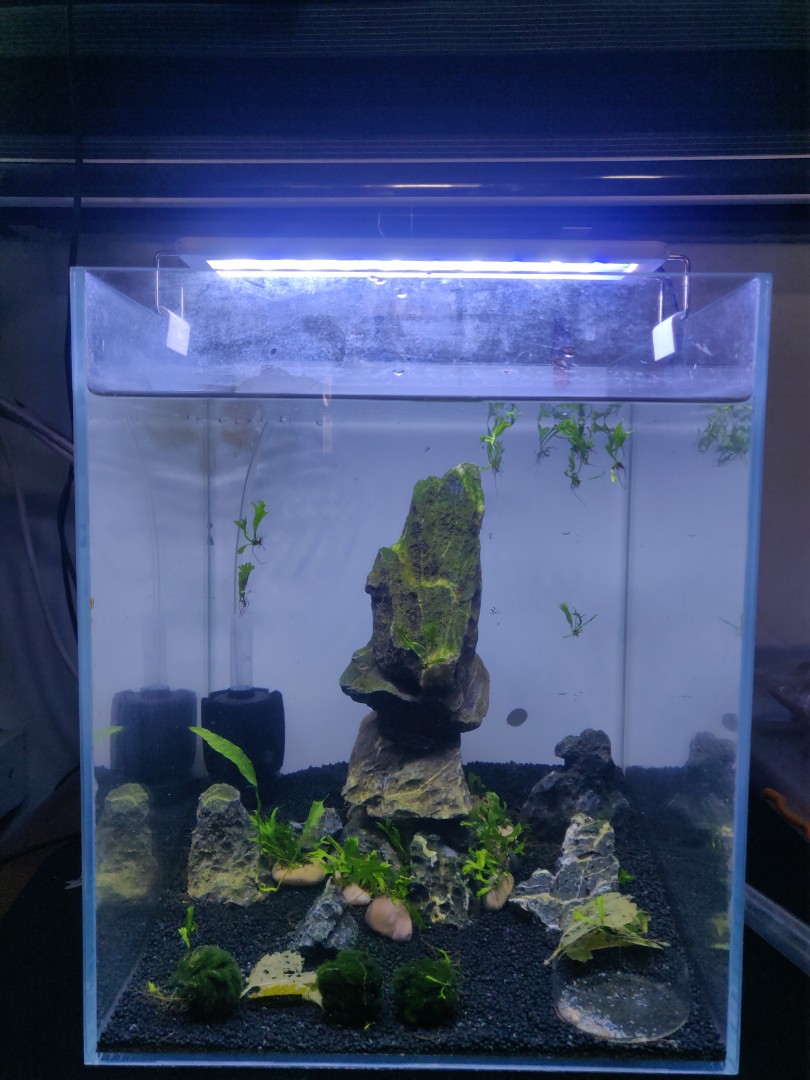 Zen style fish/shrimp/Betta tank, Pet Supplies, Homes & Other Pet ...