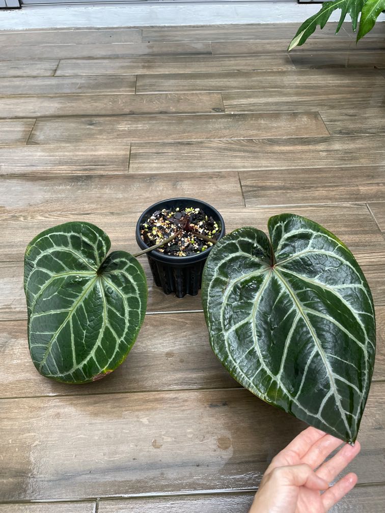 Anthurium block f2 magnificum, Furniture & Home Living, Gardening ...