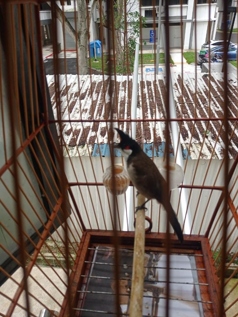 cage 15 still all set, Pet Supplies, Pet Food on Carousell