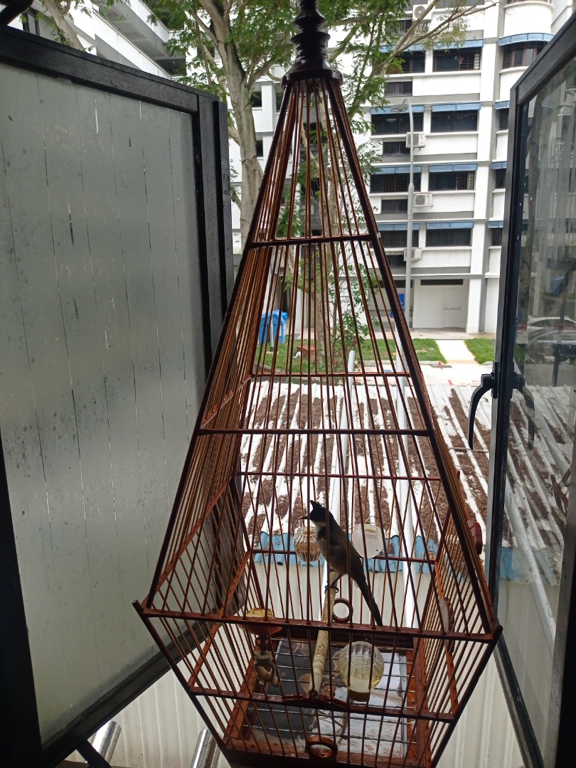 cage 15 still all set, Pet Supplies, Pet Food on Carousell