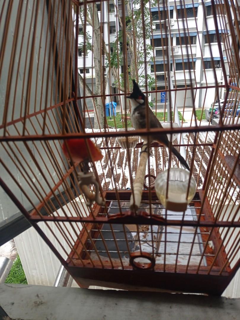 cage 15 still all set, Pet Supplies, Pet Food on Carousell