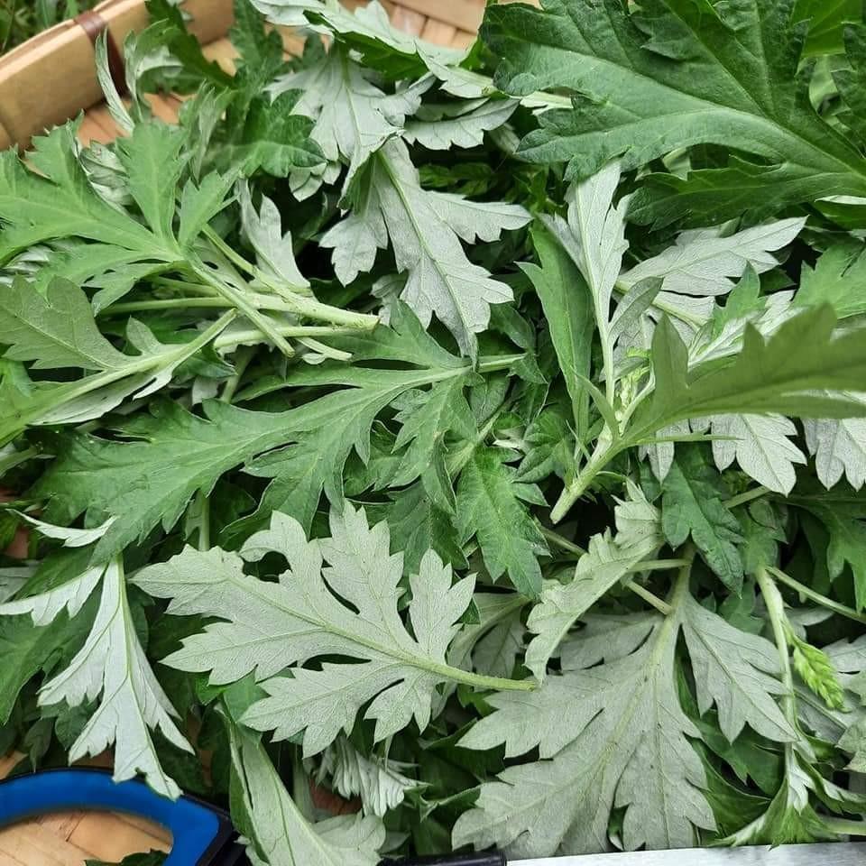 DAMONG MARIA O HILBAS??? Scientific Name: Artemisia, 41% OFF