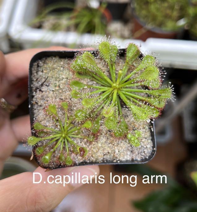 Drosera Capillaris | Spatulata | filiformis | burmannii | Sundew ...