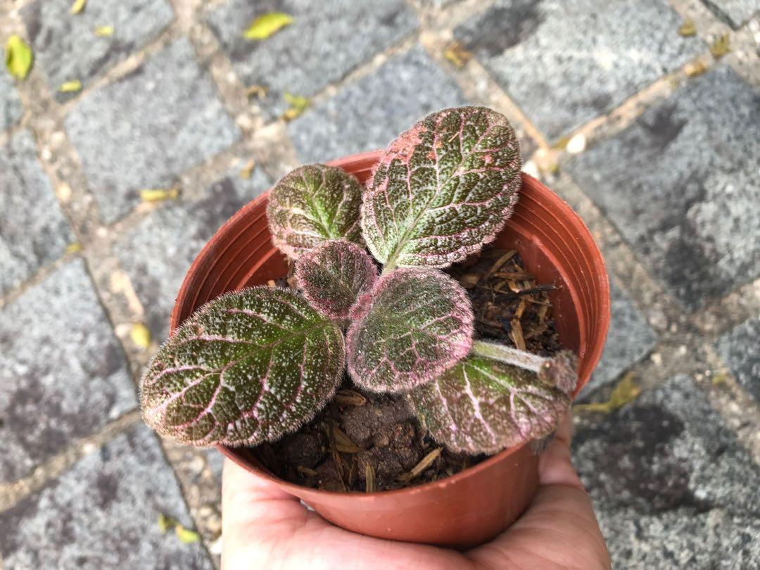 Episcia Aloha Moana Loa, Furniture & Home Living, Gardening, Plants ...