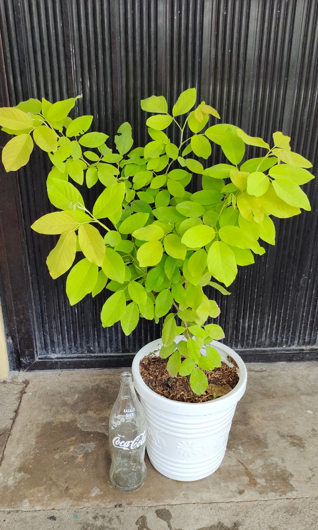 Golden Legium, Furniture & Home Living, Gardening, Plants & Seeds on ...