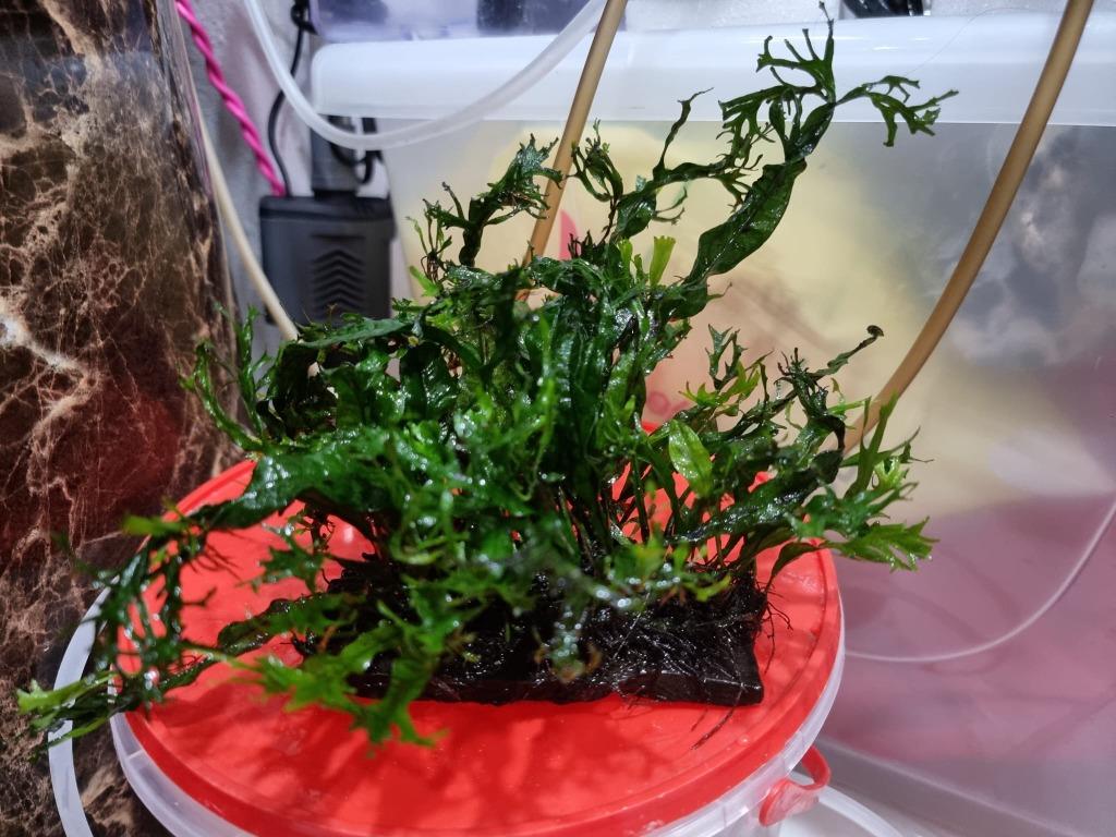 Java Fern Windelov on wood + Amazon swords 4 rhizome, Furniture & Home ...