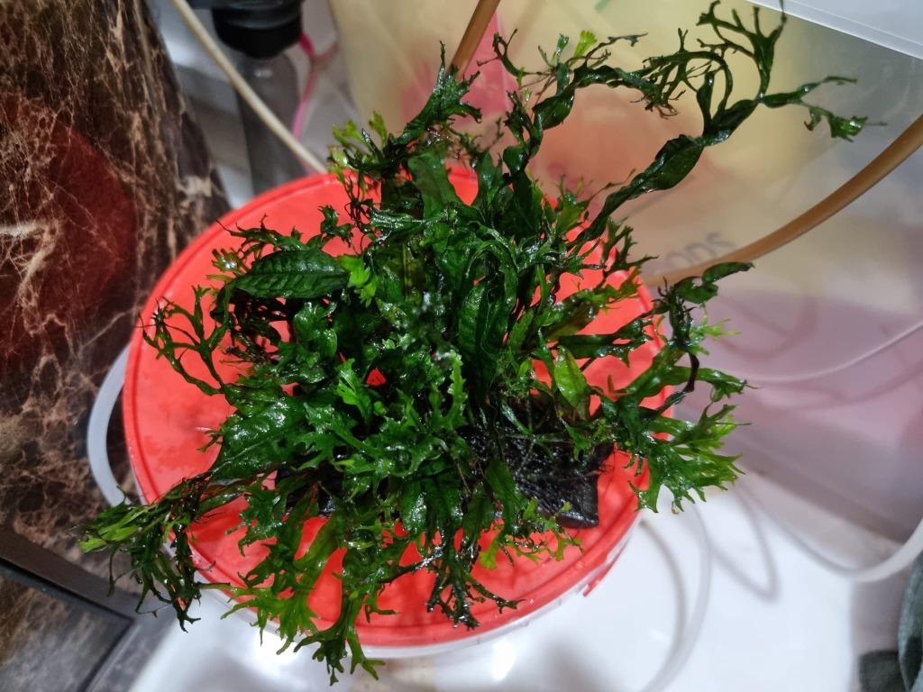 Java Fern Windelov on wood + Amazon swords 4 rhizome, Furniture & Home ...