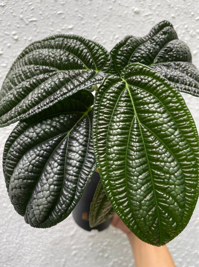 Piper Parmatum, Furniture & Home Living, Gardening, Plants & Seeds on ...
