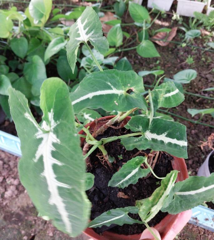 Pokok Keladi jenis (Syngonium Wendlandii) Saiz pasu 5cm Harga: RM 15 ...