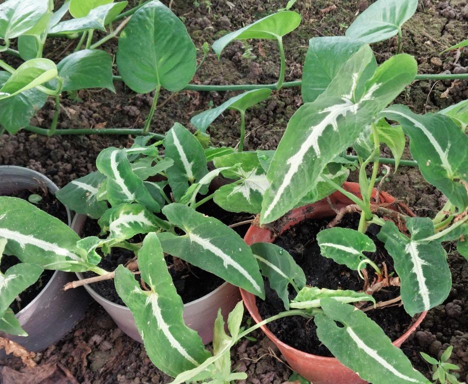 Pokok Keladi jenis (Syngonium Wendlandii) Saiz pasu 5cm Harga: RM 15 ...