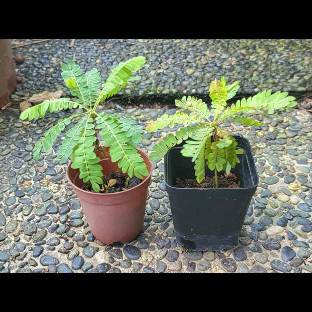 Biophytum sensitivum aka Little Tree Plant, Furniture & Home Living ...