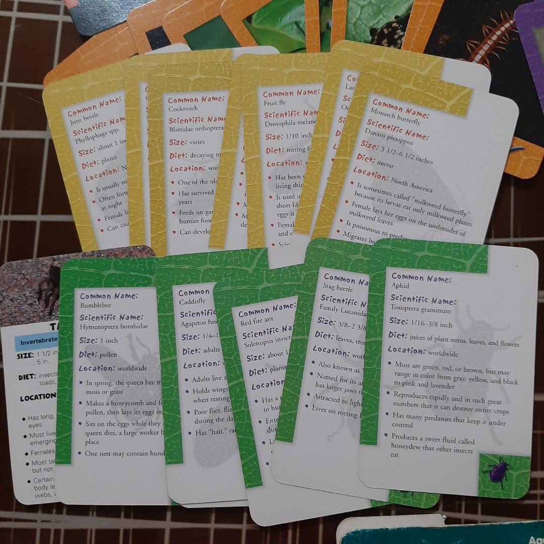 Fact cards Insects flash cards, Hobbies & Toys, Toys & Games on Carousell