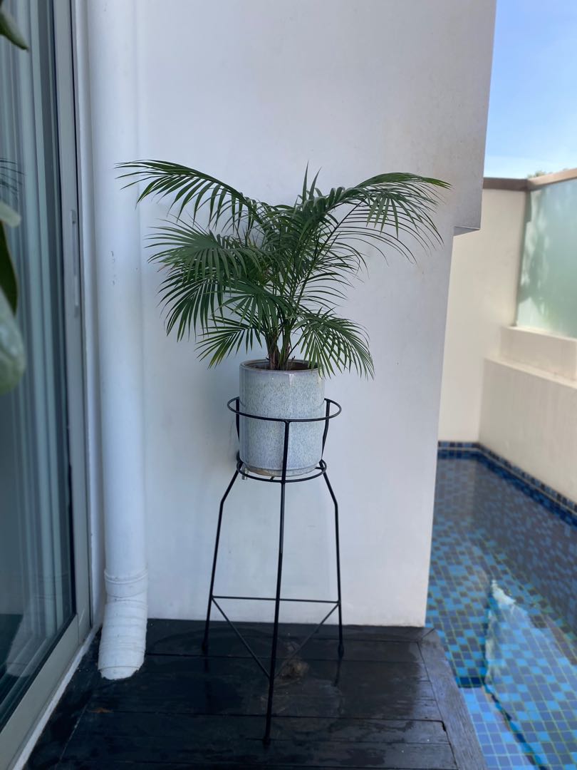 Java Palm, Furniture & Home Living, Gardening, Plants & Seeds on Carousell