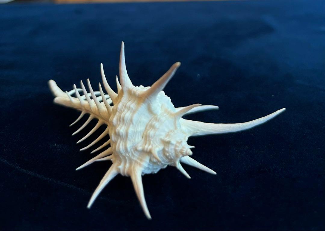 Murex, Hobbies & Toys, Memorabilia & Collectibles, Vintage Collectibles ...