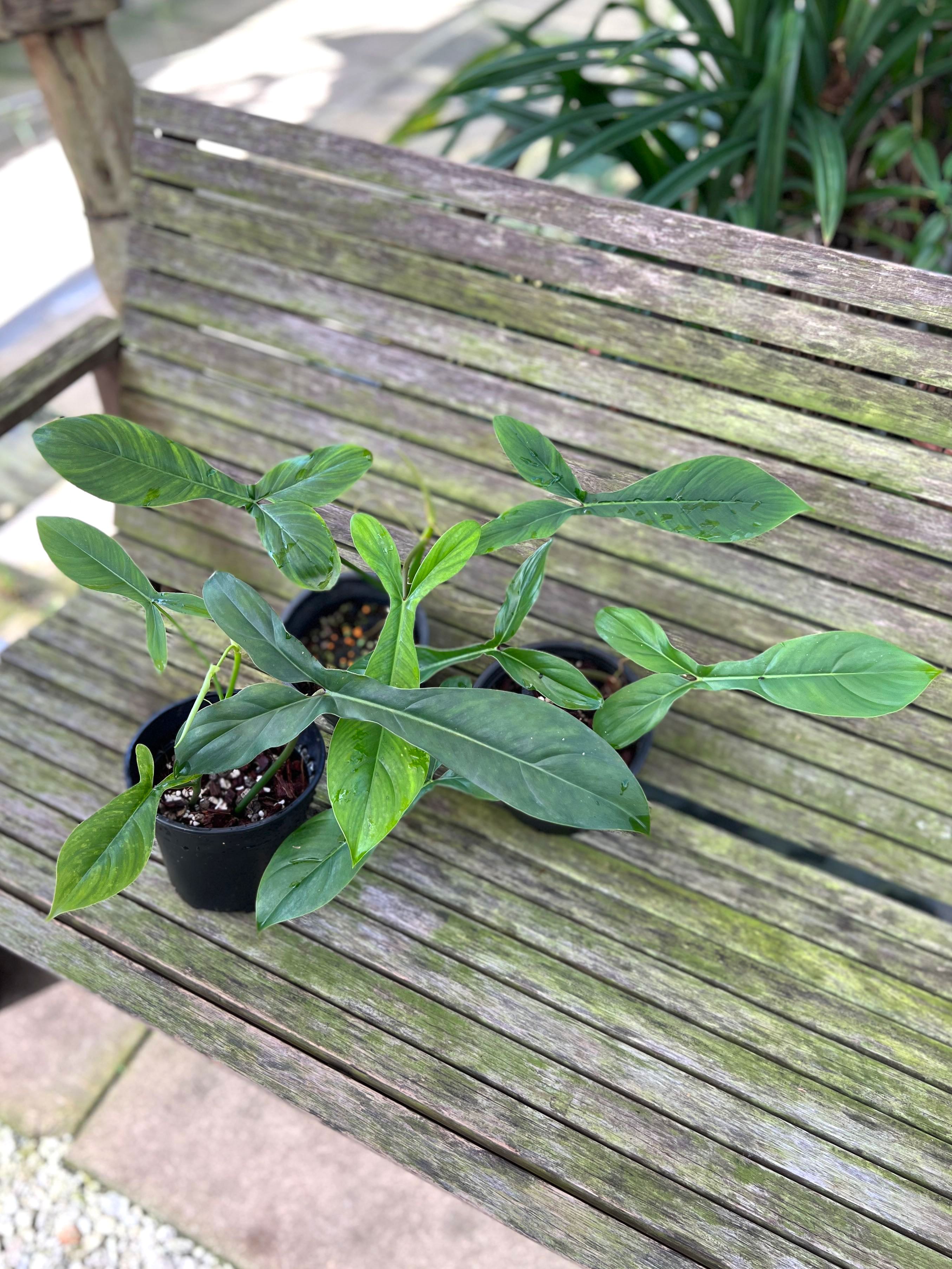 Philodendron 69686, Furniture & Home Living, Gardening, Plants & Seeds ...