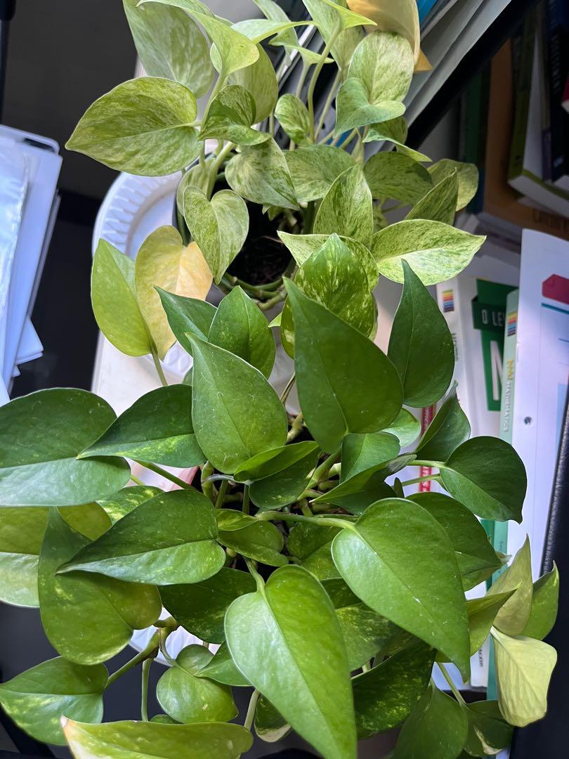 Real Money plant with small pot (2 pots of plants), Furniture & Home ...