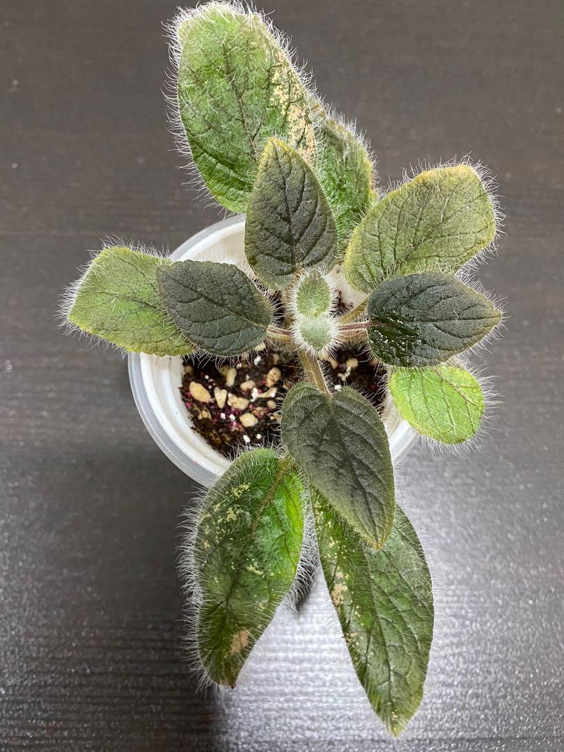 Sinningia Hirsuta, Furniture & Home Living, Gardening, Plants & Seeds ...