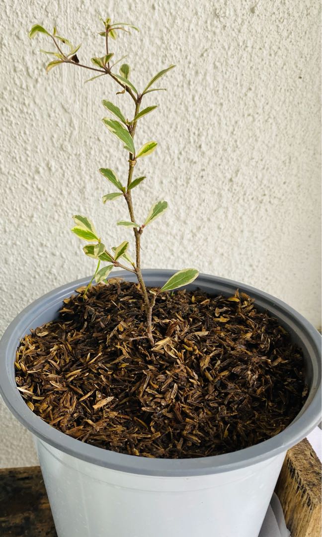 VARIEGATED AFRICAN TALISAY, Furniture & Home Living, Gardening, Plants ...