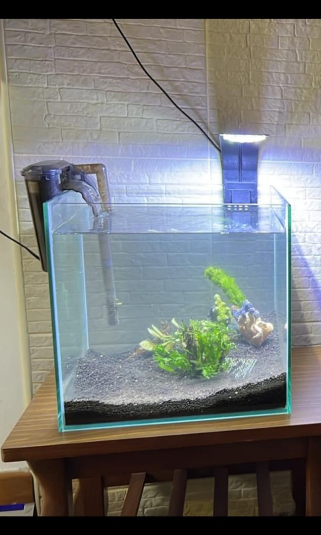 1ft fish tank w/ pump and light, Pet Supplies, Homes & Other Pet ...