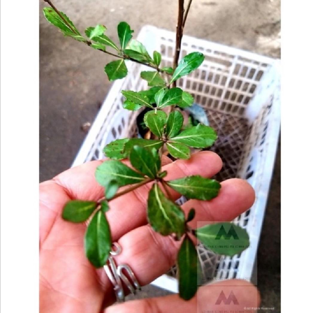 African Talisay seedlings Green Terminalia Mantaly live plant 2.5 ft ...