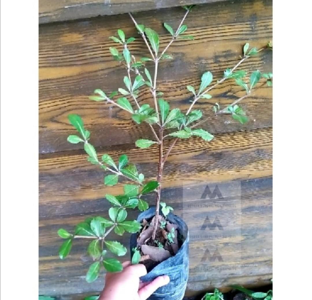 African Talisay seedlings Green Terminalia Mantaly live plant 2.5 ft ...
