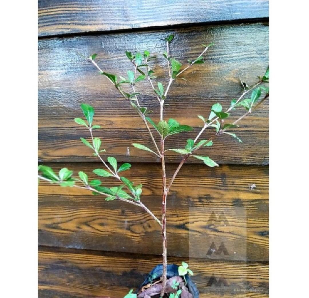 African Talisay seedlings Green Terminalia Mantaly live plant 2.5 ft ...