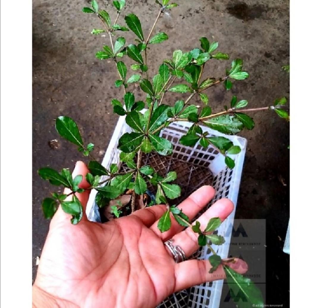 African Talisay seedlings Green Terminalia Mantaly live plant 2.5 ft ...