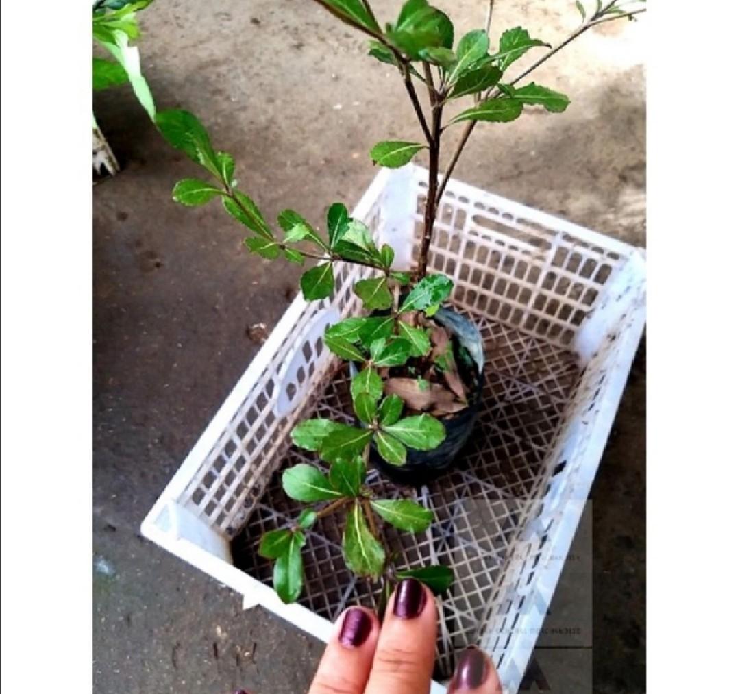 African Talisay seedlings Green Terminalia Mantaly live plant 2.5 ft ...