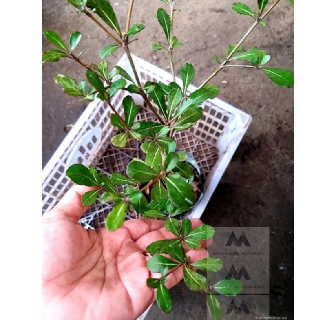 African Talisay seedlings Green Terminalia Mantaly live plant 2.5 ft ...