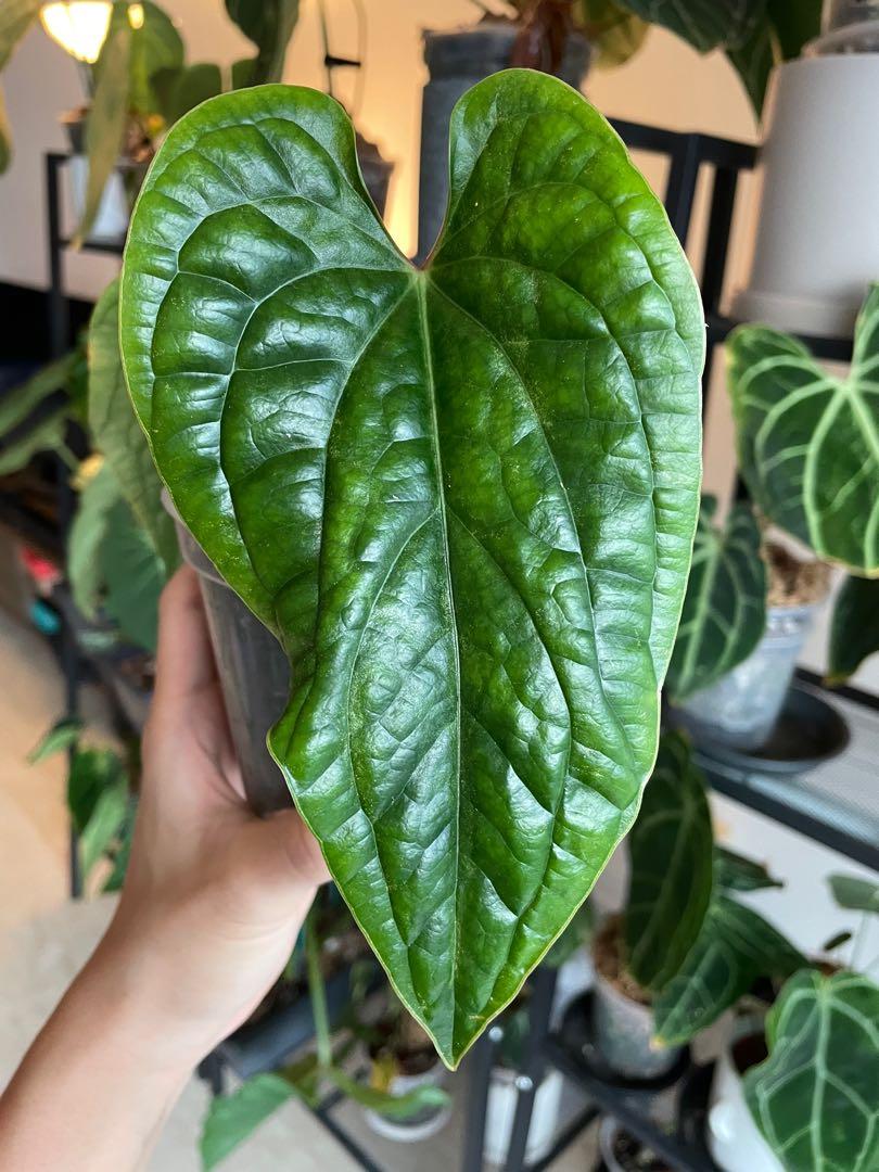 Anthurium Radicans, Furniture & Home Living, Gardening, Plants & Seeds ...