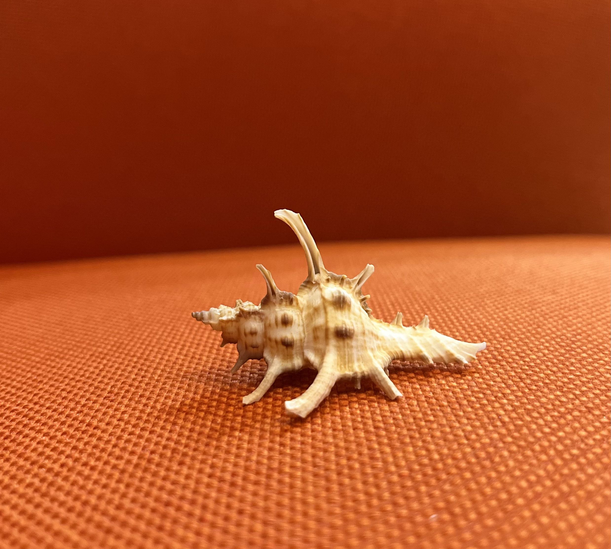 Axicornis murex, Hobbies & Toys, Memorabilia & Collectibles, Vintage ...