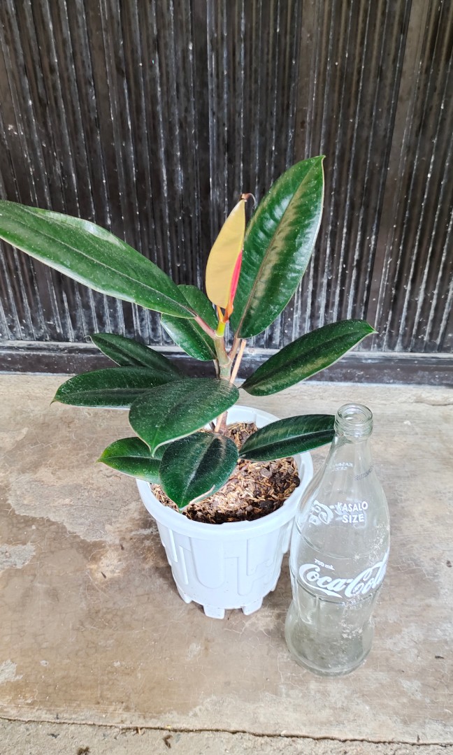 Black Prince Rubber Tree, Furniture & Home Living, Gardening, Plants ...