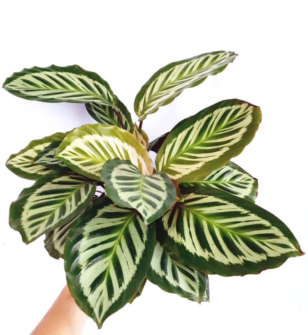 Calathea Cora, Furniture & Home Living, Gardening, Plants & Seeds on ...