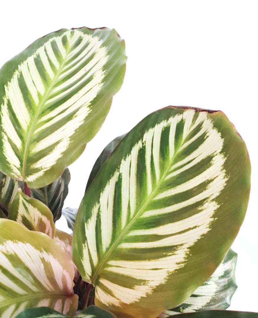 Calathea Cora, Furniture & Home Living, Gardening, Plants & Seeds on ...