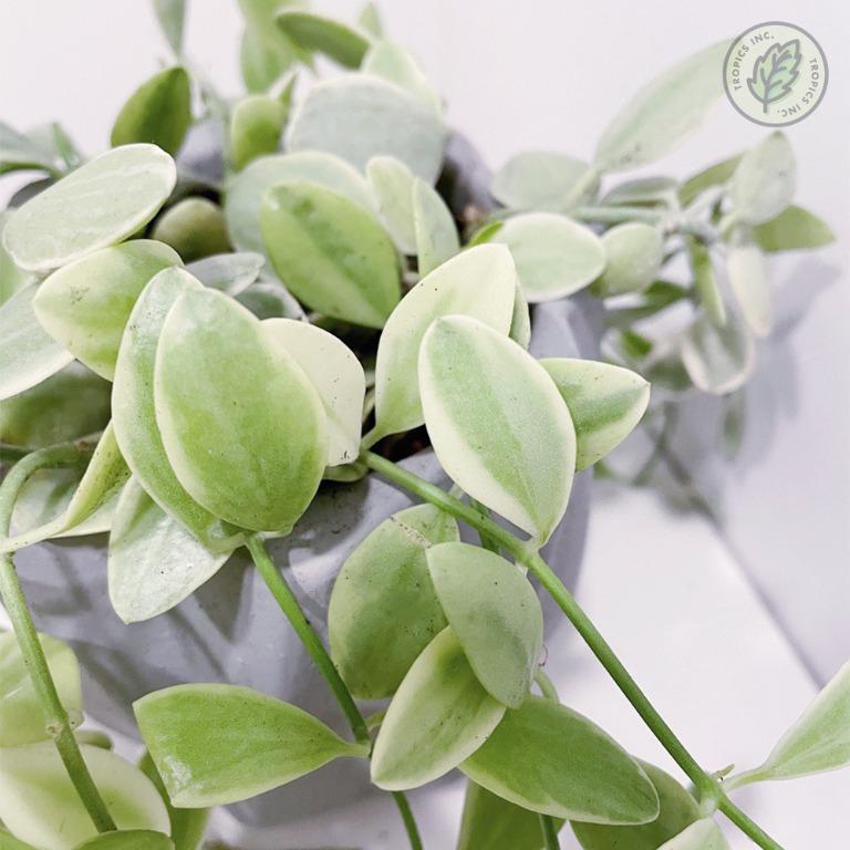 Dischidia Oiantha Variegated in "Trapezoid" Plant Pot in Grey (10.7cm ...