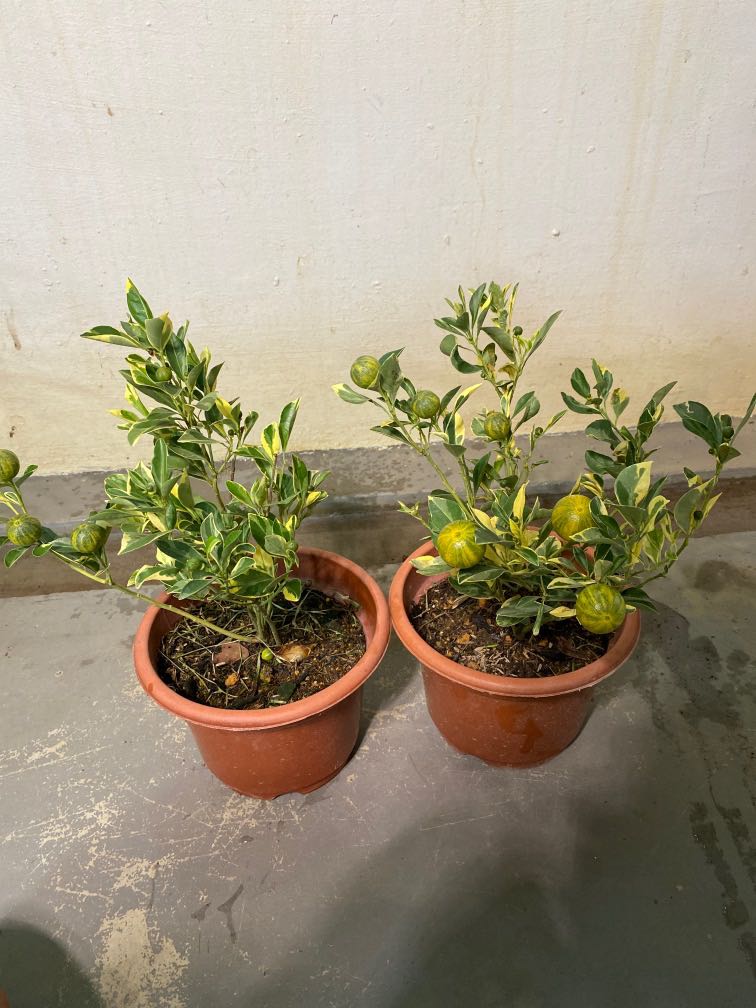 Lime Variegated Plant $15 Each Pot, Furniture & Home Living, Gardening ...