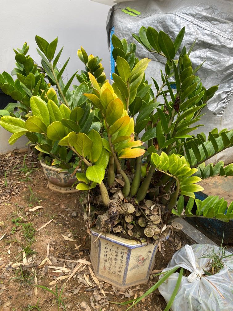 Money / ZZ plant with pot, Furniture & Home Living, Gardening, Plants ...